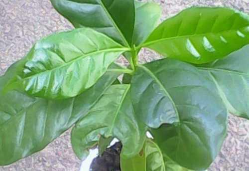 Кофе арабика (растение)
