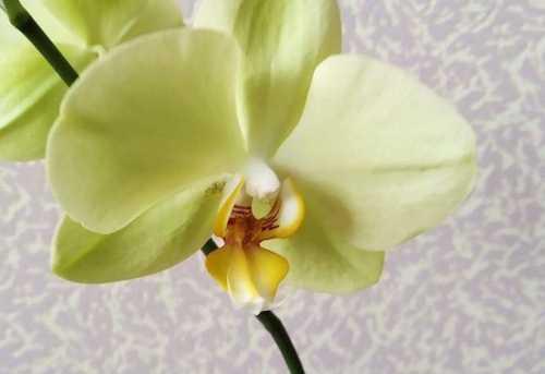 Орхидея фаленопсис Яра - Брайт