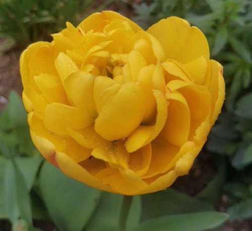 Луковицы тюльпанов детки (жёлтый пионовидный)