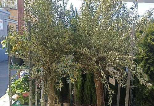 Олива дерево