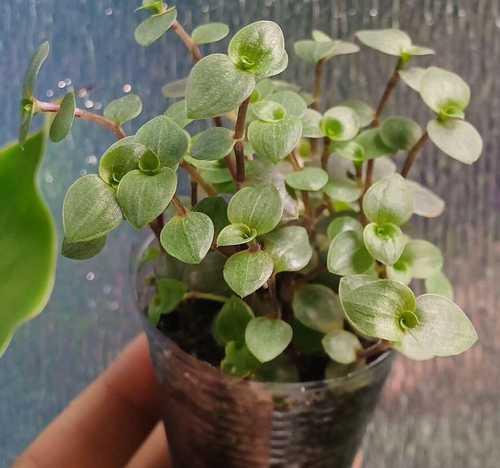 Каллизия ползучая (Callisia repens)