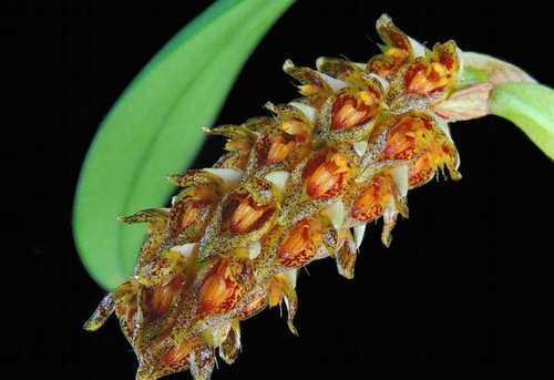 Bulbophyllum crassipe (super orange flower)
