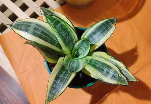 Сансевиерия sansevieria trifasciata hahnii gold