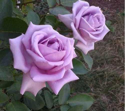 Саженцы роза плетистая индиголетта