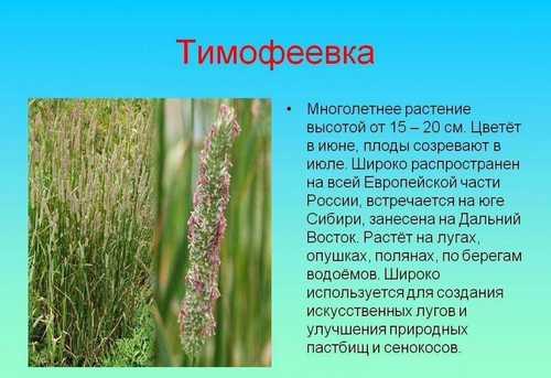 Тимофеевка луговая семена трав