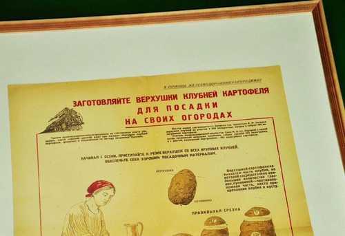 Плакат по заготовке и посадке картофеля 1943 года