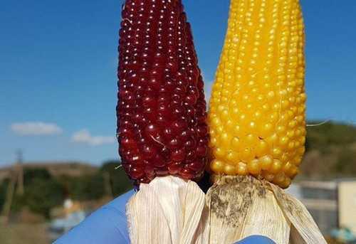 Семена кукурузы попкорн