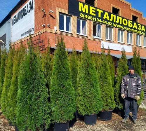Туя смарагд