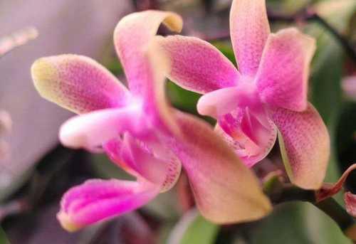 Орхидея фаленопсис Miki Golden Sand (голден санд)