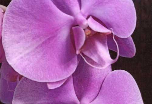 Орхидея фаленопсис тест сорт