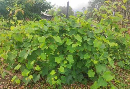 Винограднве листья для длмы и Каланхоэ