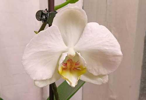 Орхидея белая детка
