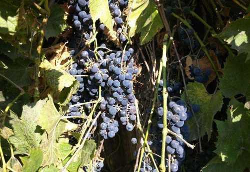 Саженцы технического винограда