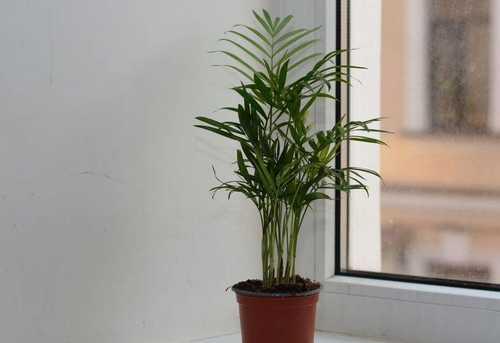 Растение Хамедорея Элеганс D-9 высота - 36 см