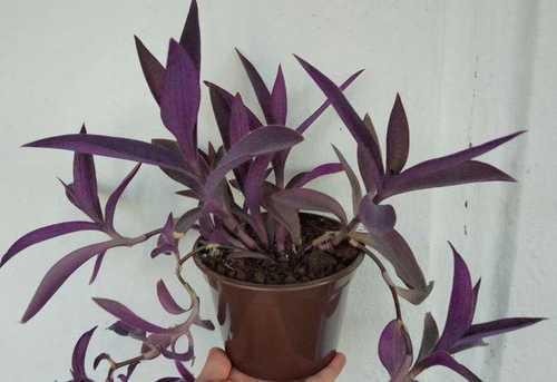 Комнатные цветы Сеткреазия пурпурная
