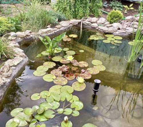 Лилии нимфеи растения в пруд