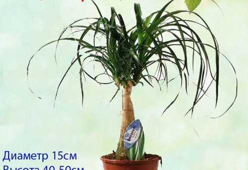 Живое растение Пальма Нолина Рекурвата (Бокарнея)