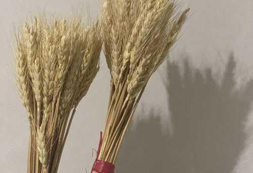 Сухоцветы пшеница колоски
