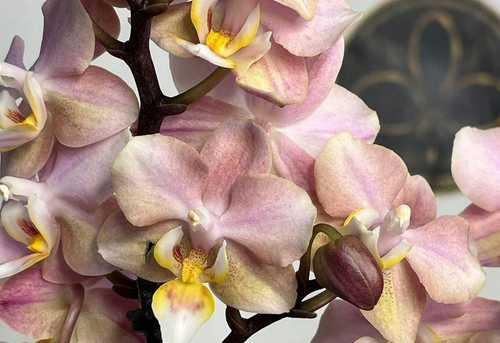 Орхидея фаленопсис Парфюмерная фабрика Пудра