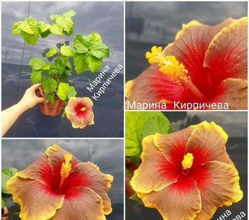 Гибискус "Dark Cosmos"