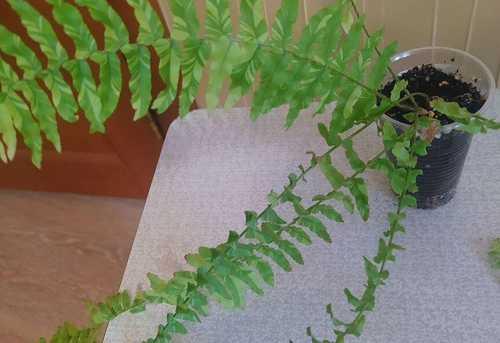 Папоротник tiger fern вариегатный