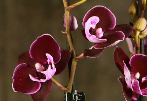 Орхидея Фаленопсис Розмари 2 ст