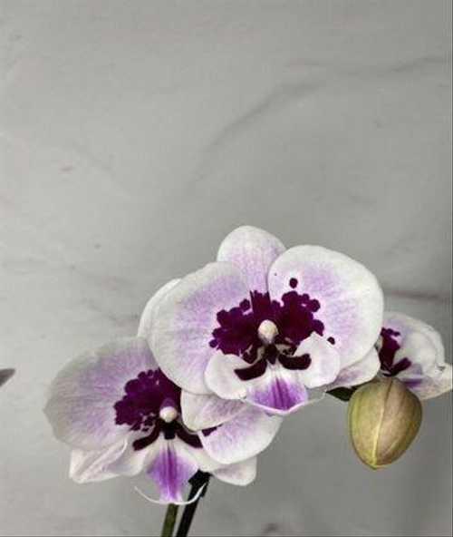 Орхидея фаленопсис биг лип алладин
