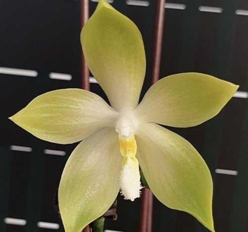 Орхидея Phal. tetraspis Green