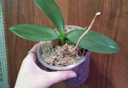 Орхидея фаленопсис Sunny smell
