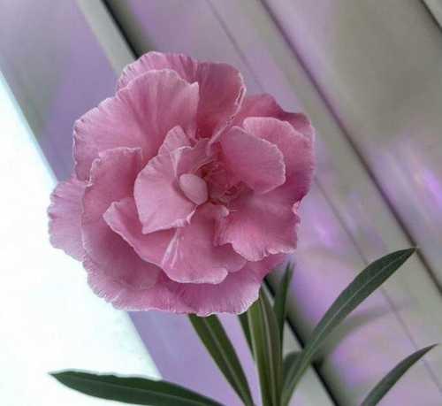 Олеанд нежно - розовый махровый