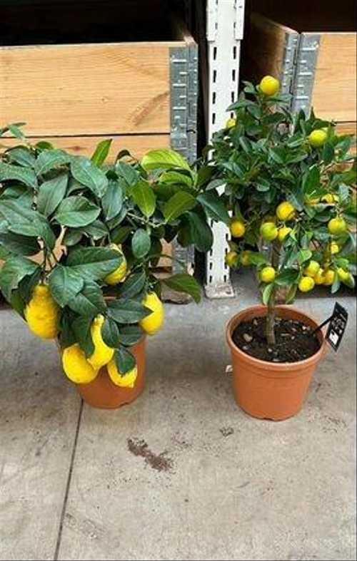 Мандариновое Лимонное дерево Премиум 70-80см