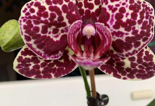 Орхидея фаленопсис "Дикий кот"