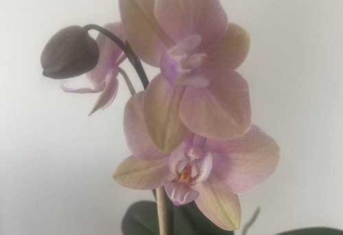 Орхидея фаленопсис сапорита