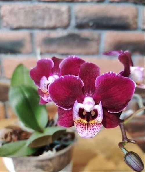Орхидея фаленопсис Cranberry cha cha