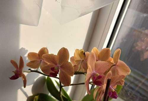Орхидея фаленопсис,бабочка,Трилипс,биглип,мини