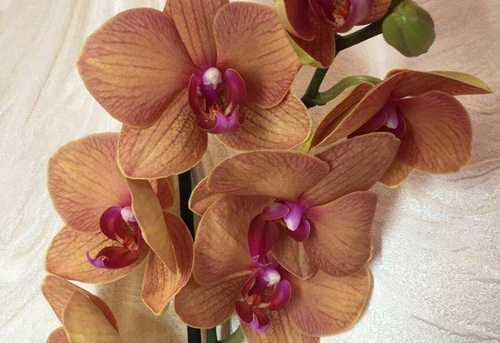 Орхидея фаленопсис Golden Brick