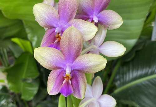 Азиатская орхидея