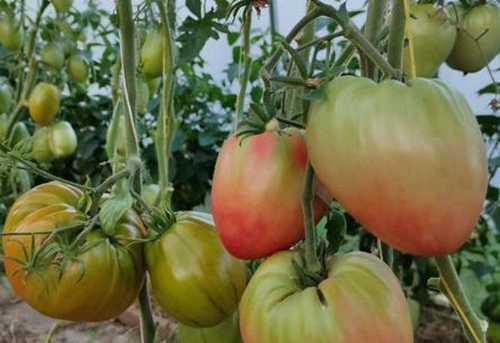 Семена супер-томатов, коллекционные сорта