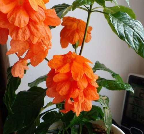 Кроссандра - комнатный цветок