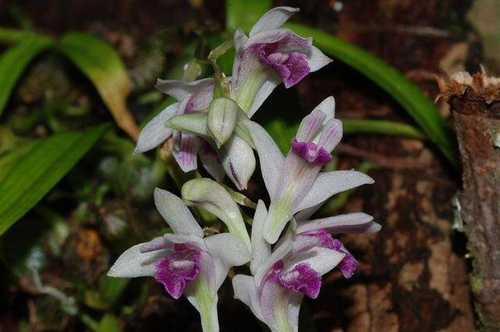 Микро орхидеи на блоке, 3 вида