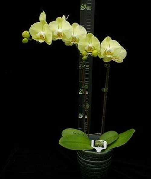 Орхидея Phal. YH0262 Golden