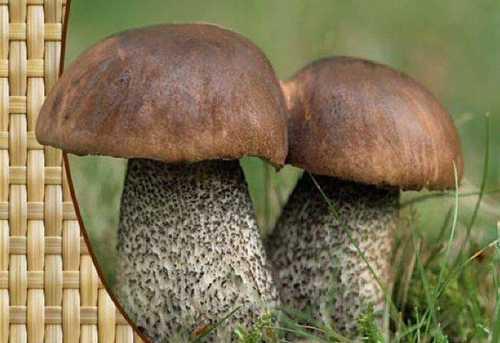 Мицелий грибов Подберёзовик на компосте 60 мл