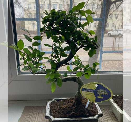 Дерево бонсай живое дзельква Zelkova 32см