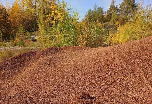 Шелуха Кедровой шишки