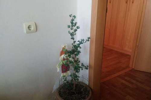 Фикус барокко
