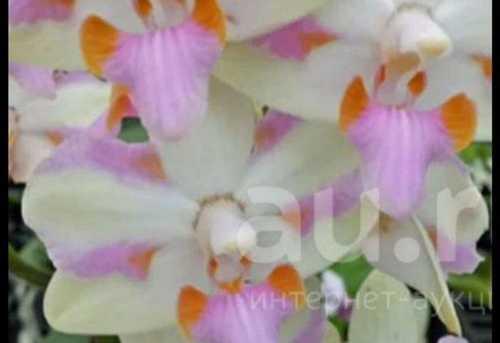 Орхидея фаленопсис Пульчирима
