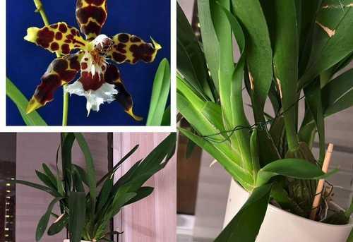 Орхидея колманара