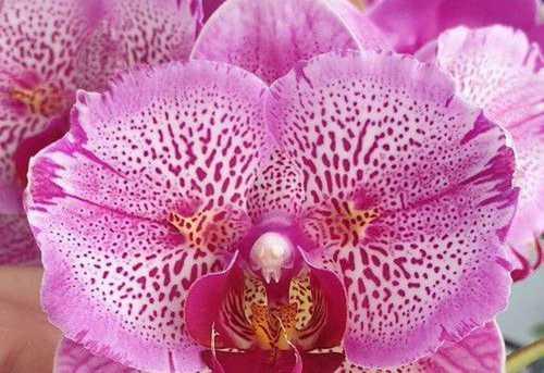 Орхидея I-Hsin Pixie Reds '225' (peloric)
