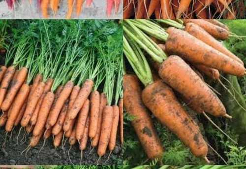 Семена моркови зарубежных селекций