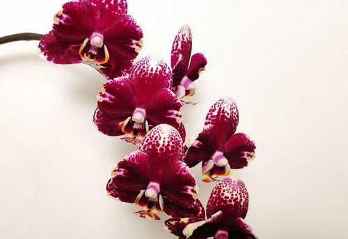 Орхидея фаленопсис Dream Diamond бабулетка